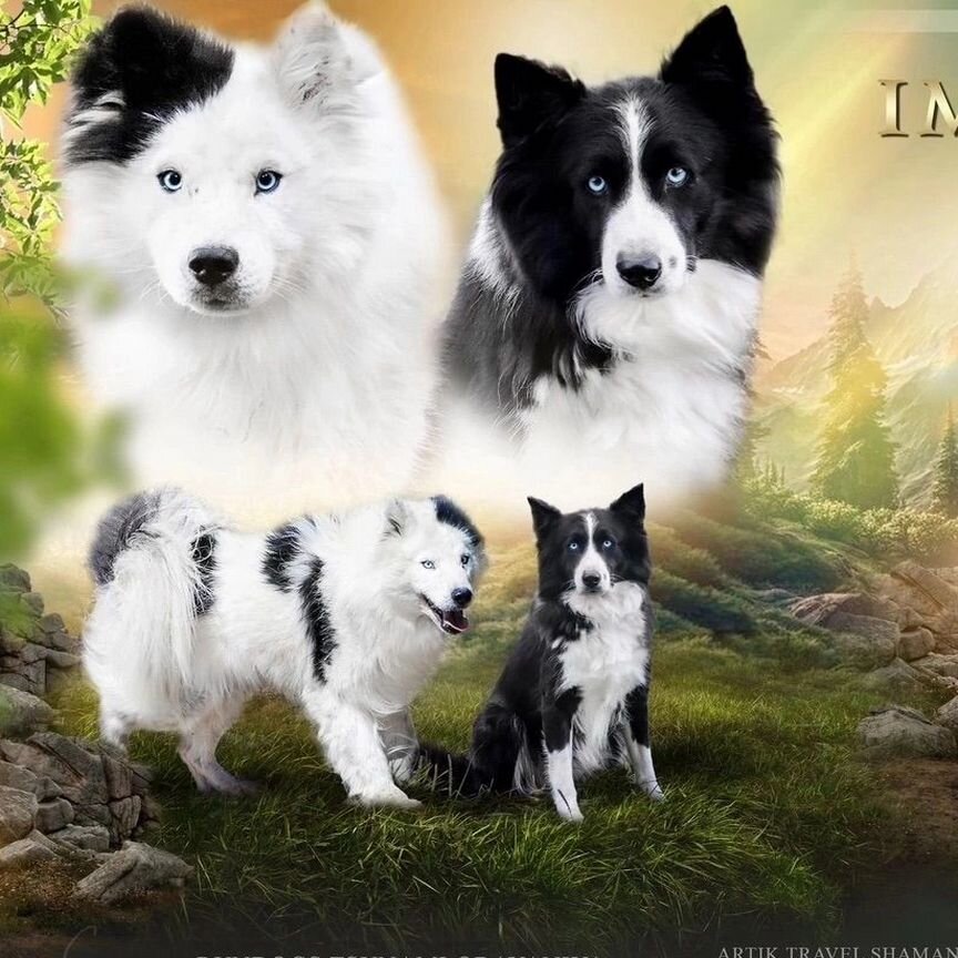 Якутская лайка щенки
