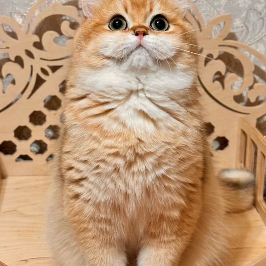 Британская золотая шиншилла ny12