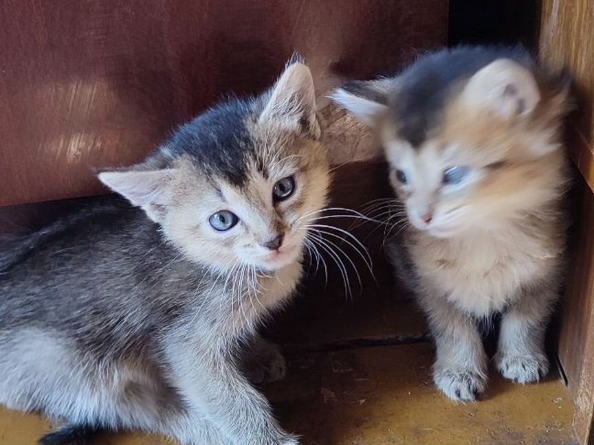 Котята, 2 пушистые 1 велюровый