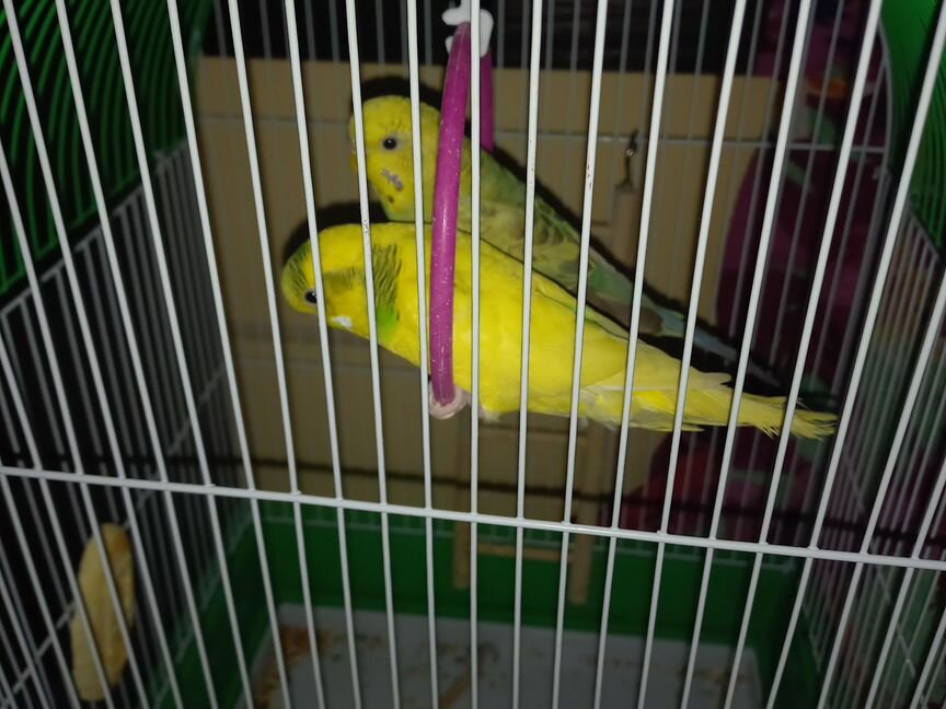 Аркадий жёлтый, Моника салатовая:поилка, корм клет