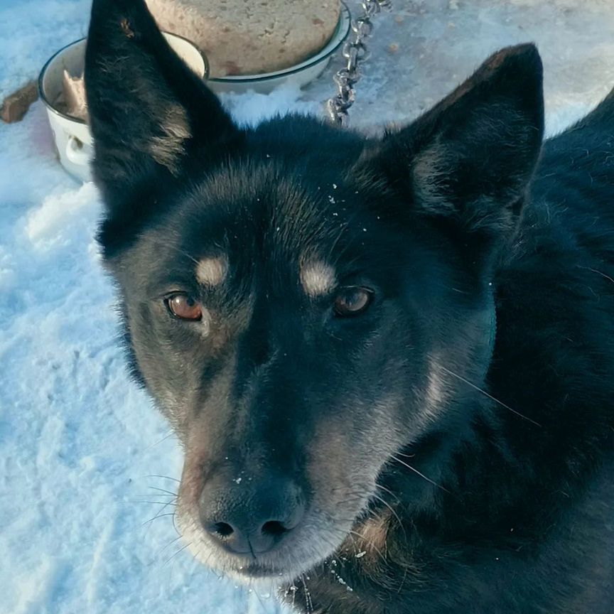 Немецкая овчарка, взрослый пёс