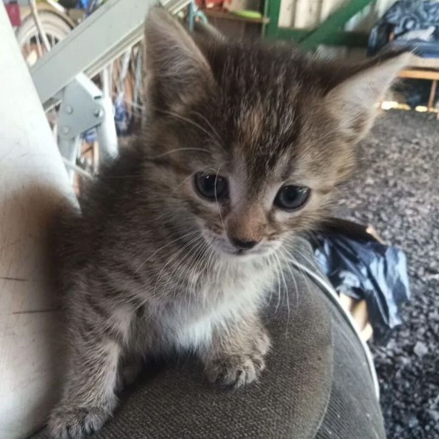 Котёнок в добрые руки