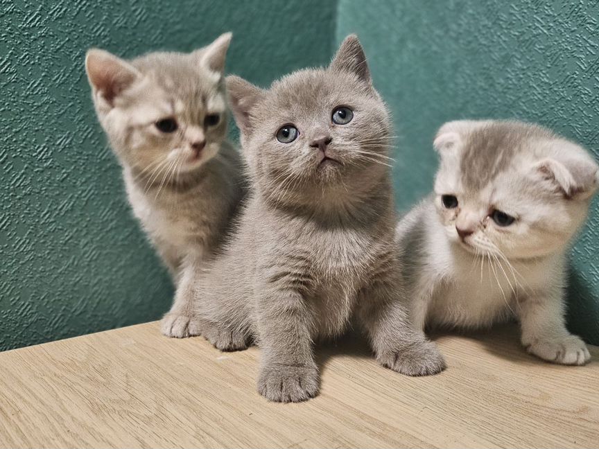 Шотландские котята