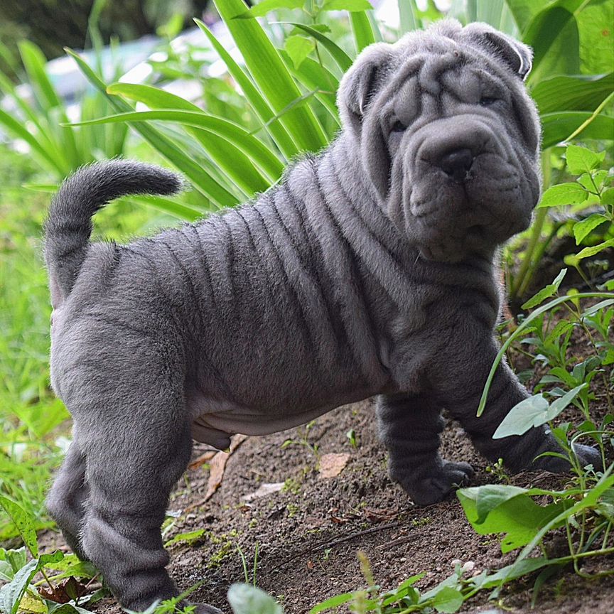 Твой плюшевый друг