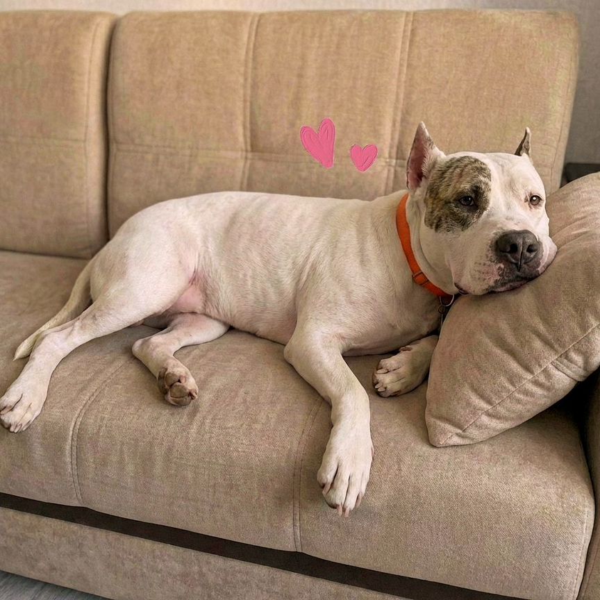 Американский стаффордширский терьер, взрослая собака