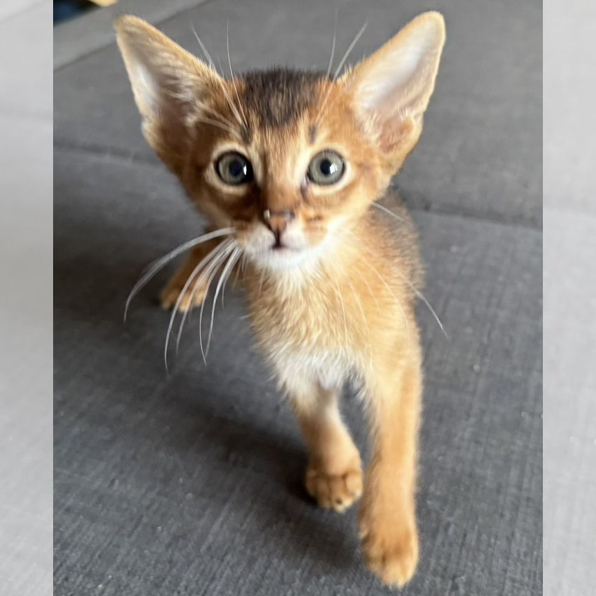 Абиссинский котёнок