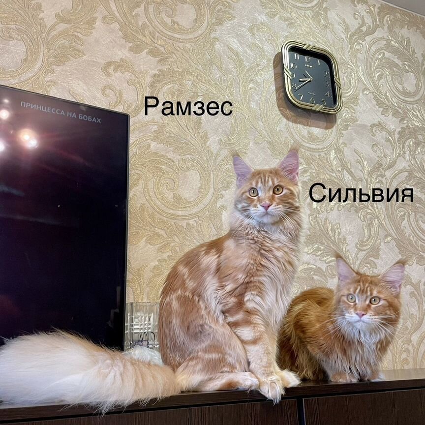 Котята мейн-кун