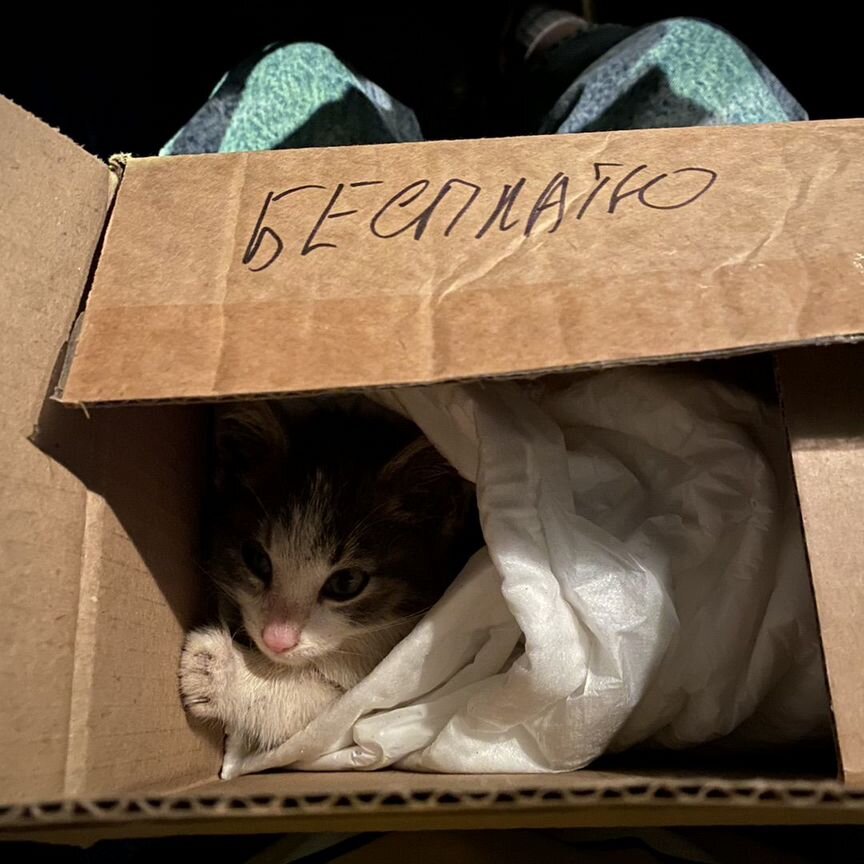 Котенок мальчик бело-серый