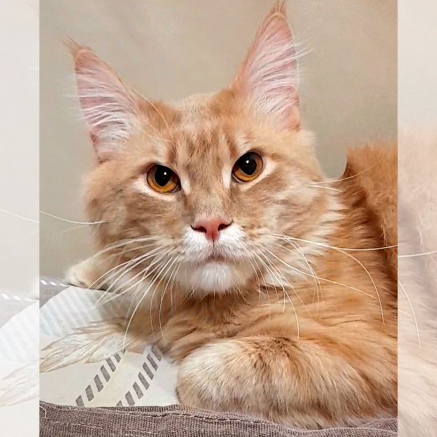 Мейн-кун котёнок