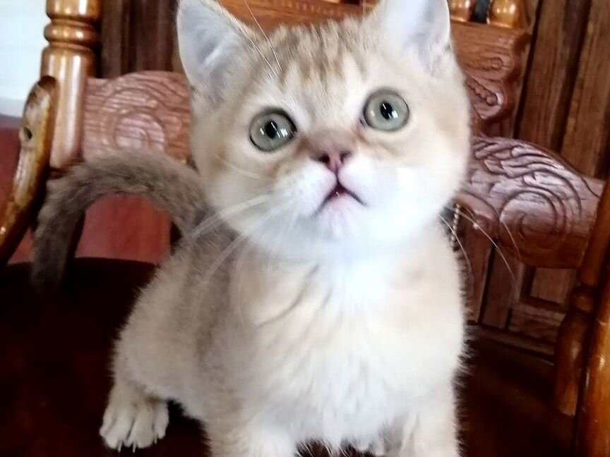 Шотландский котик