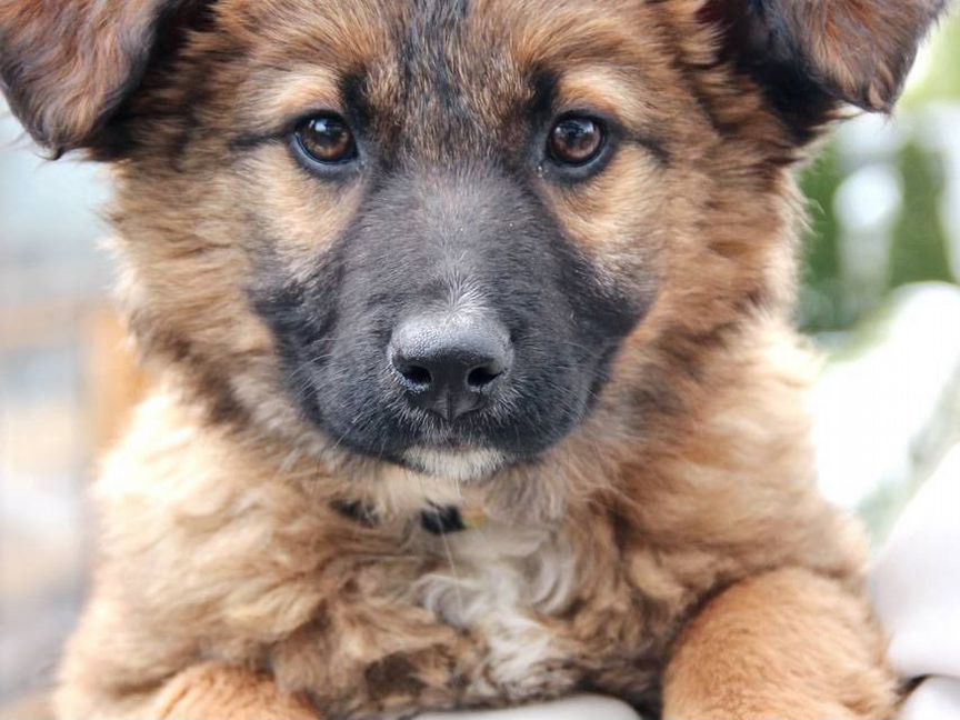 Немецкая овчарка в добрые руки