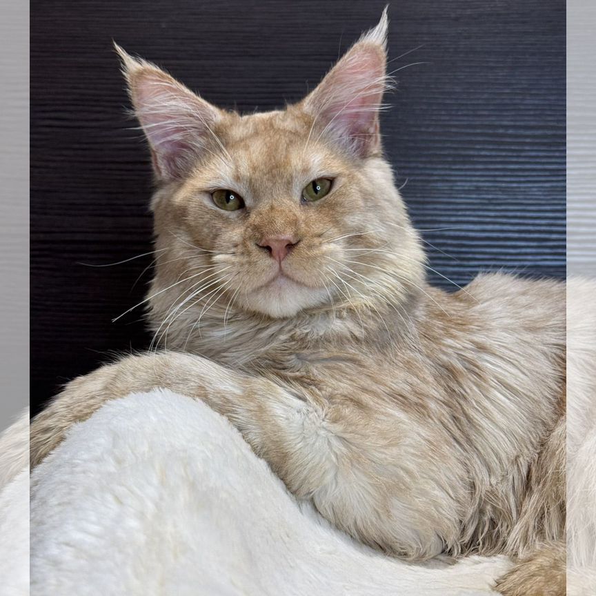 Мейн-кун котёнок