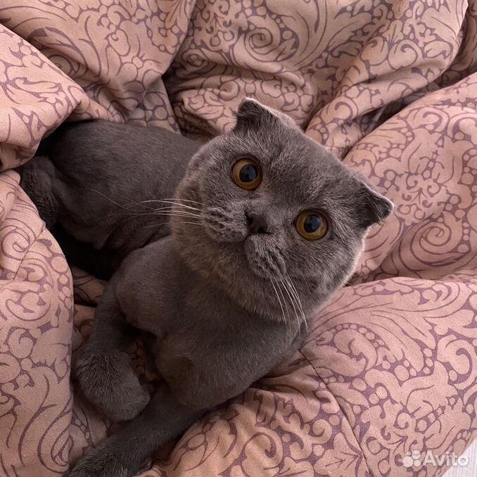 Кот шотландец на вязку