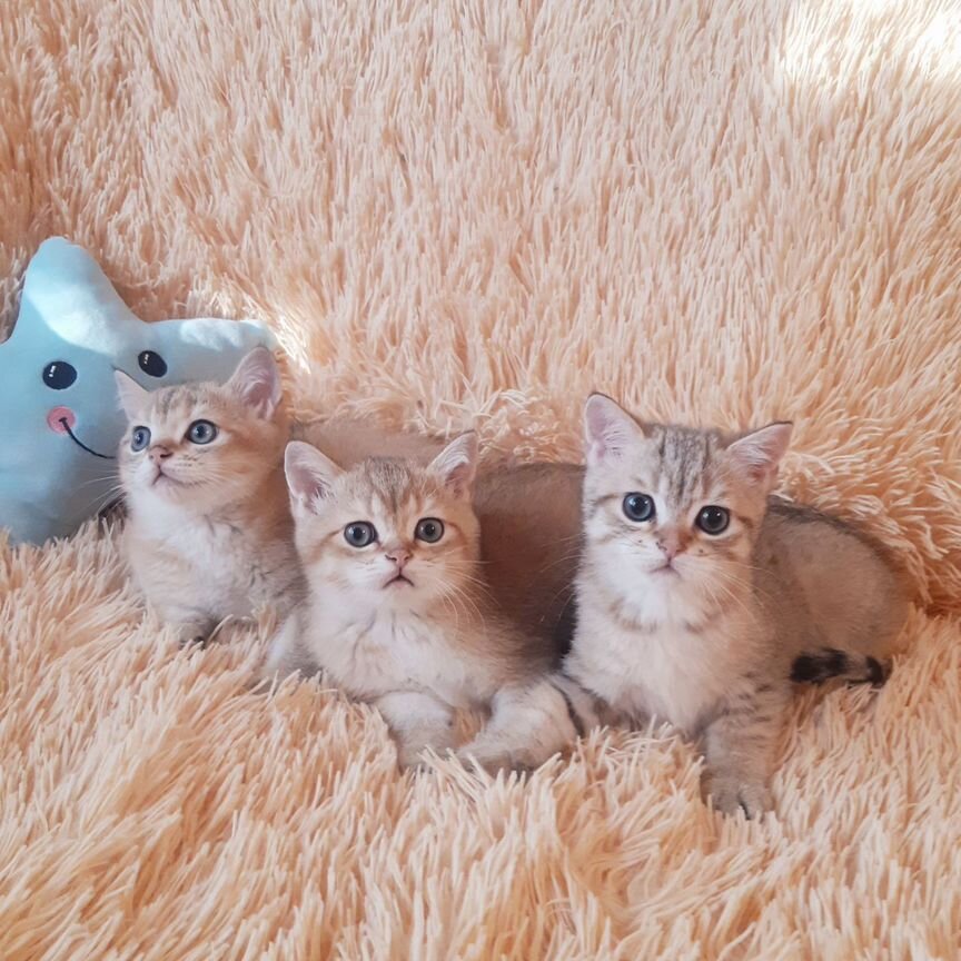 Британская золотая шиншилла