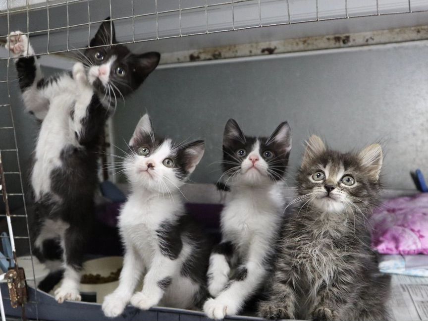 Черно-белые и тигровые котята в добрые руки