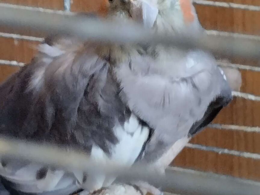 Попугай карелла самка