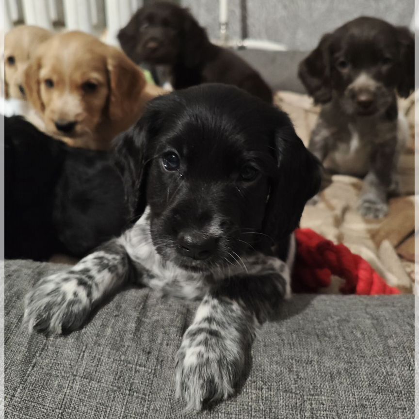 Русский охотничий спаниель, щенок