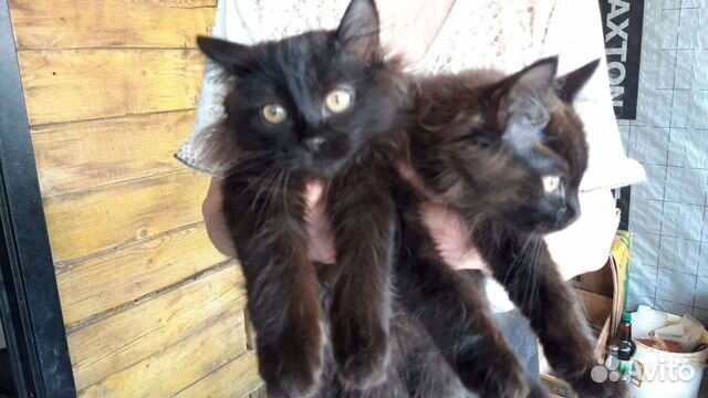 Красивые котята в добрые руки