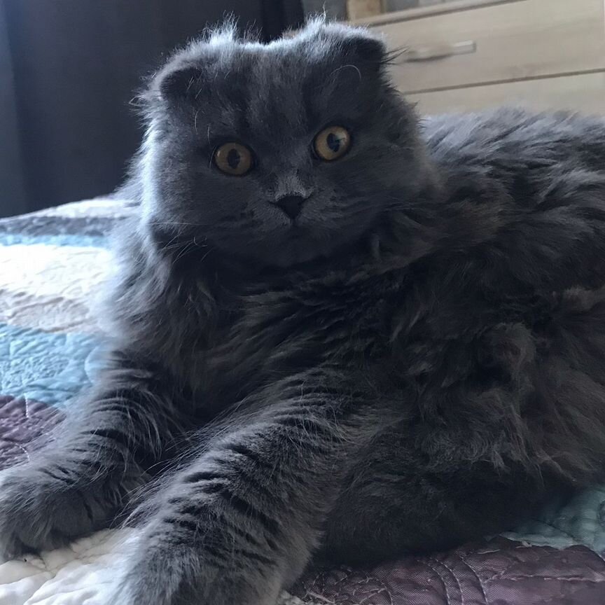 Шотландский вислоухий длинношёрстный котёнок