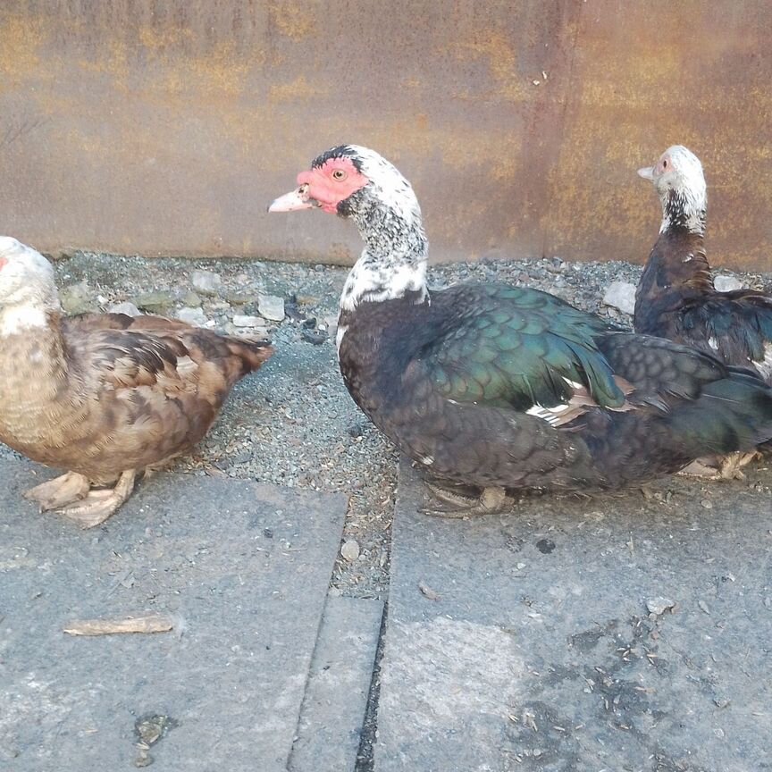 Индоутка мускусная утка