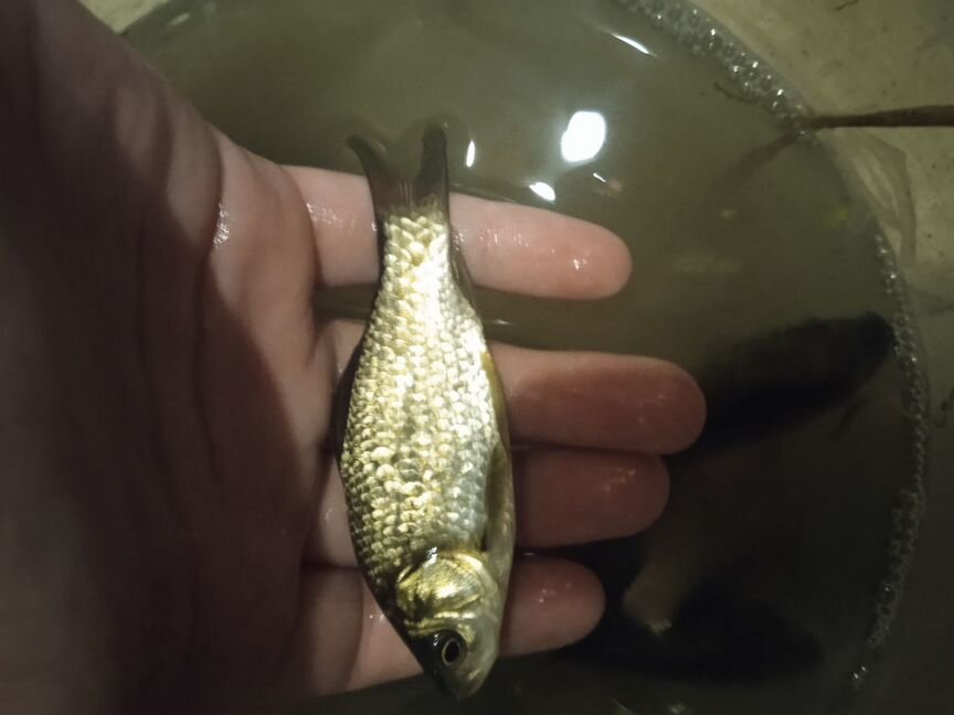 Вид золотово карася