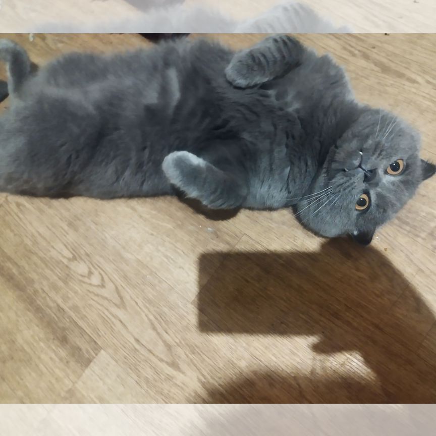 Коты в добрые руки