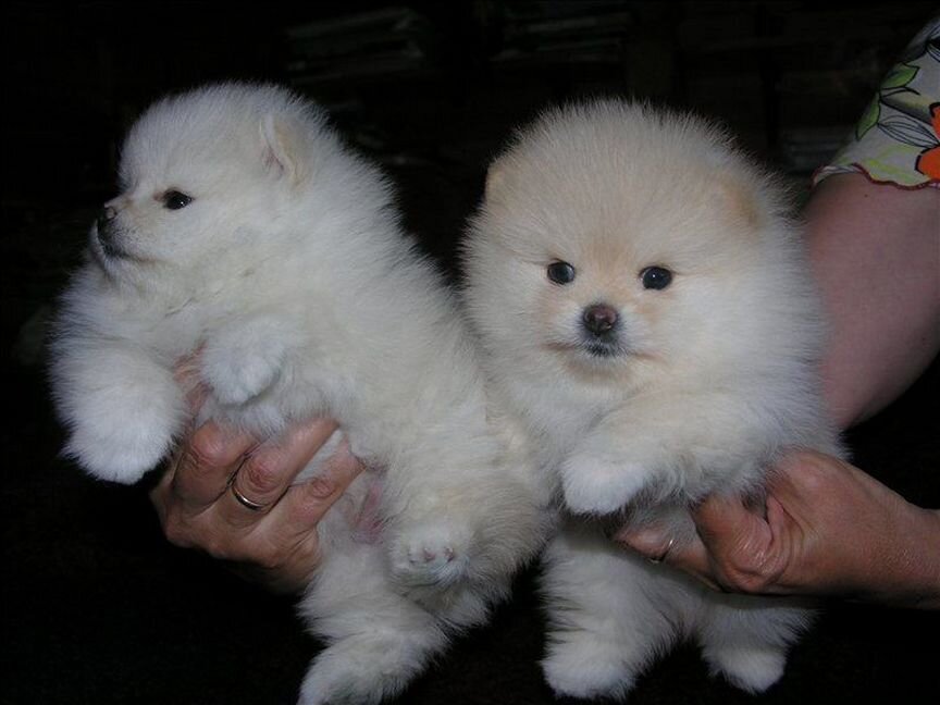 Щенки Шпица мини мишка