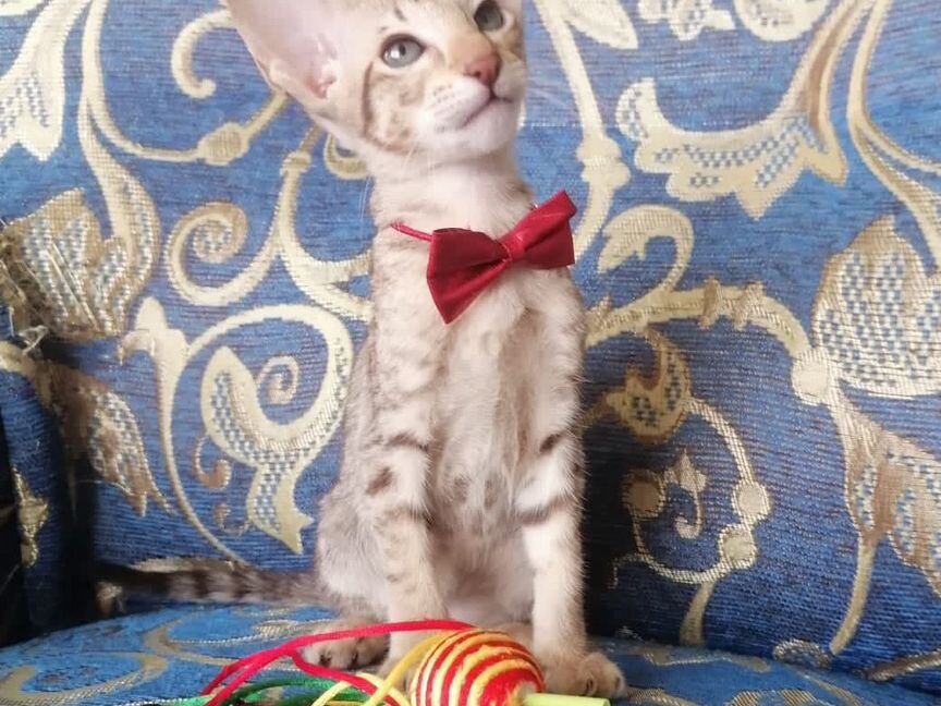 Ориентальные котята
