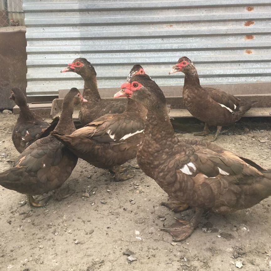 Шоколадные индоутки