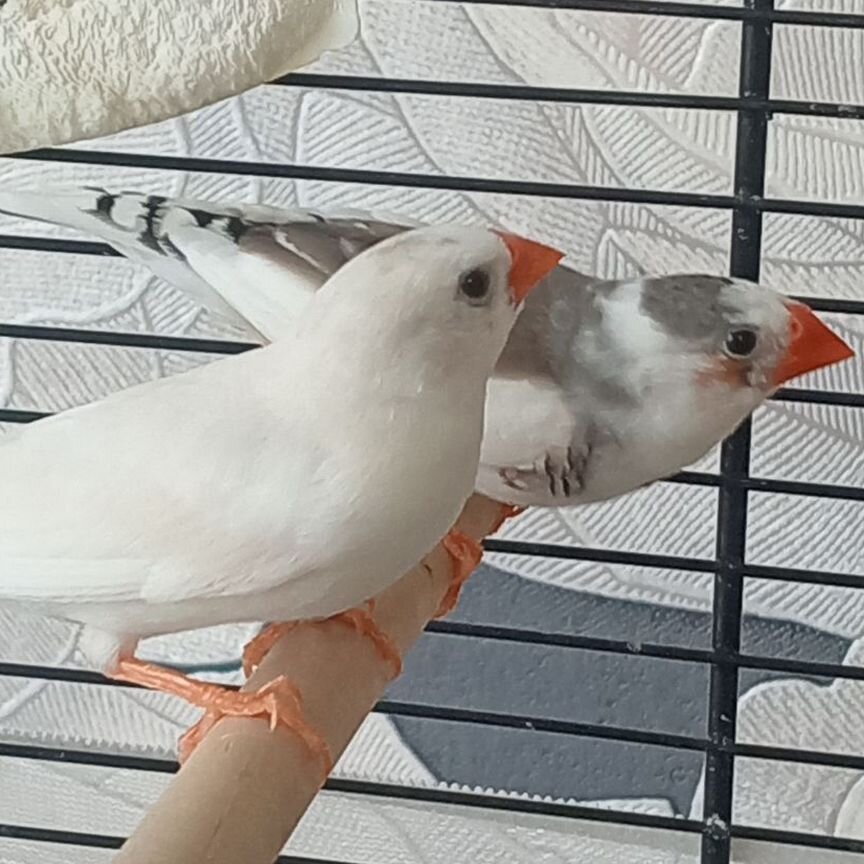 Декоративные птицы