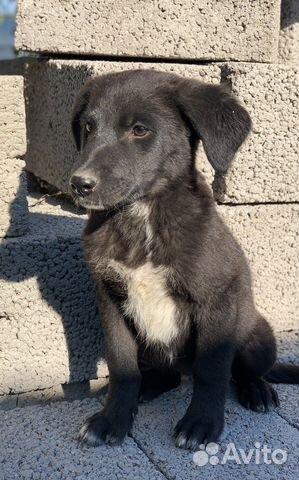 Щенки бесплатно