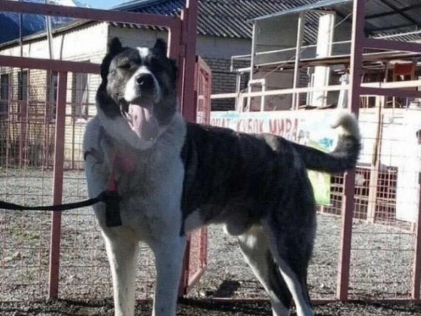 Кавказский волкодав