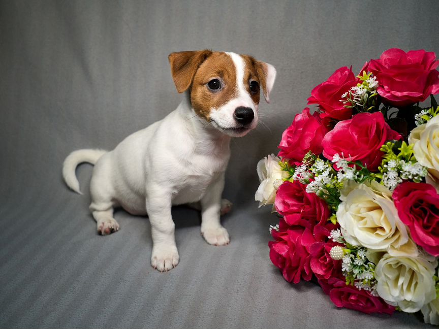 Чистокровные щенки Джек Рассел терьер