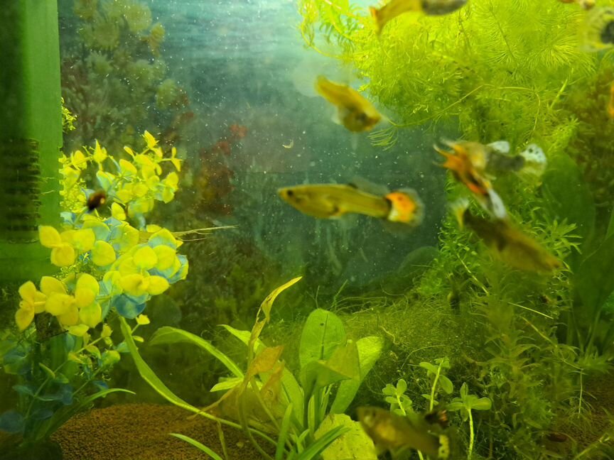 Гуппи, меченосцы