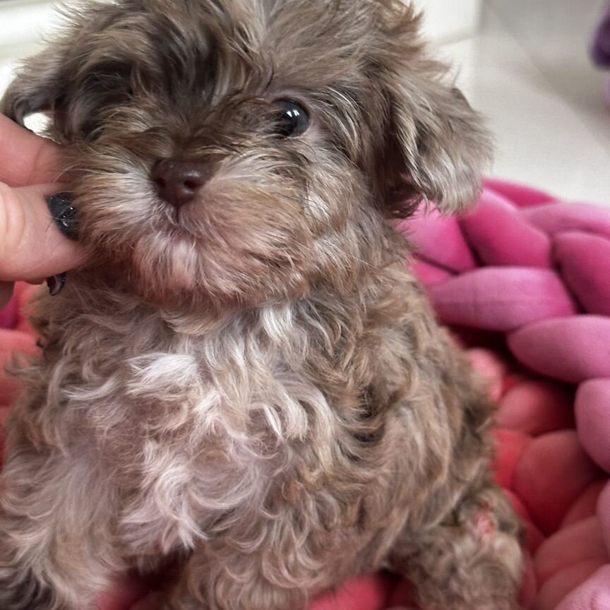 Мальтипу, щенок