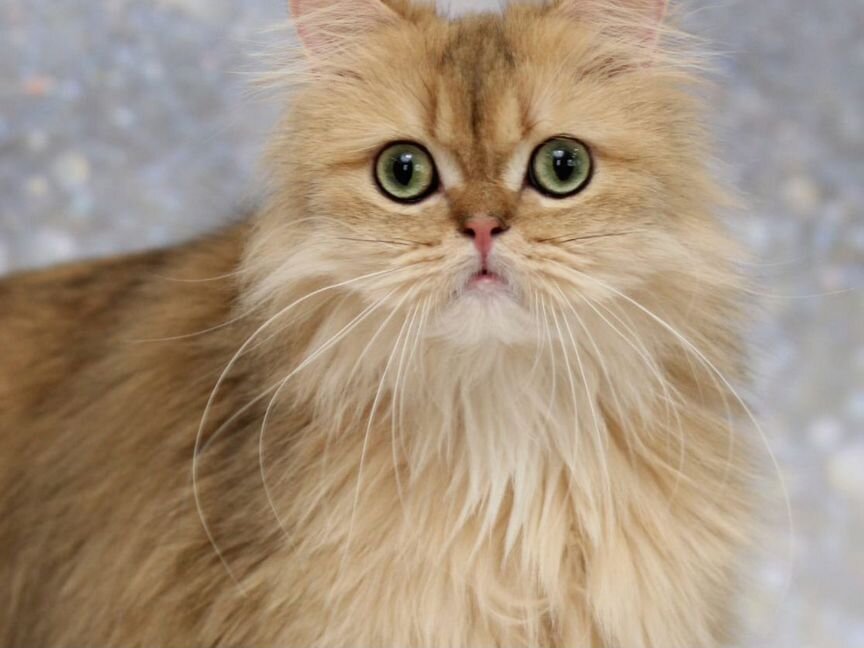 Британская золотая шиншилла