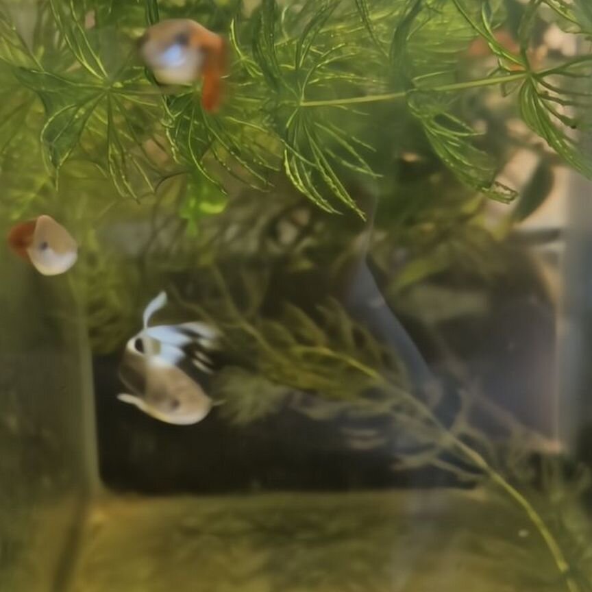 Рыбки гуппи