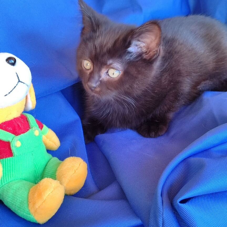 Маленький котёнок девочка в добрые руки