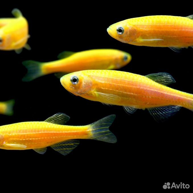 Данио рерио (GloFish) Оранж светящийся (арт 2246)