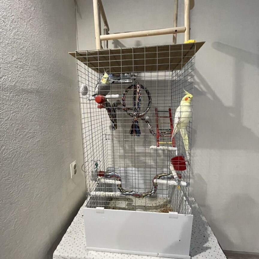 Карелла с клеткой