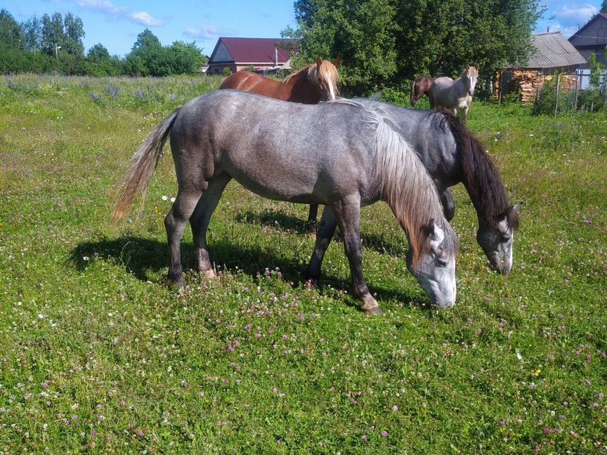Корма для сельскохозяйственных животных