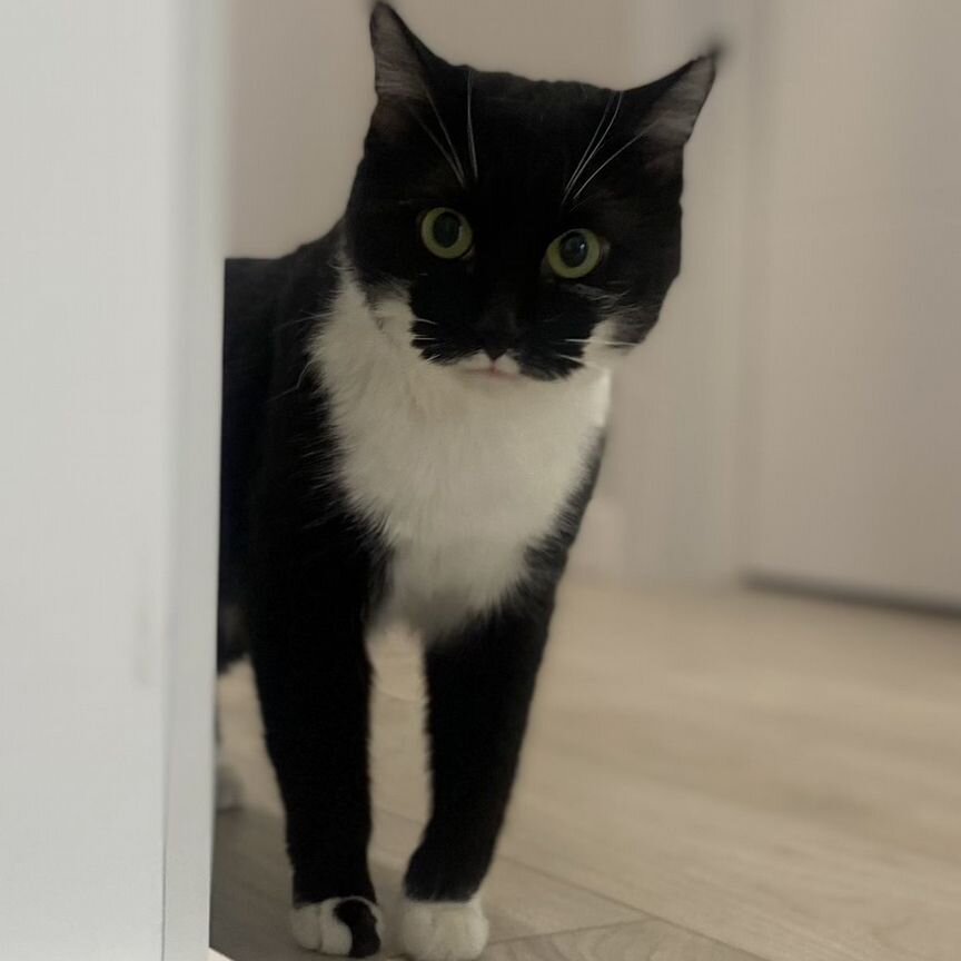 Взрослый кот в добрые руки