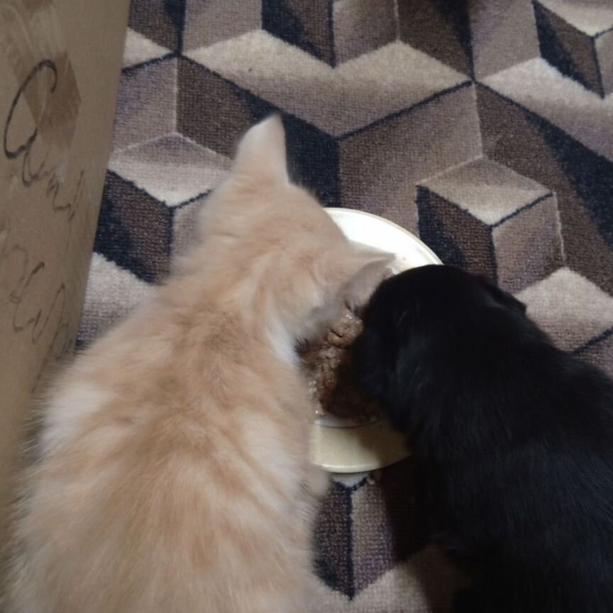 Чихуахуа, щенок