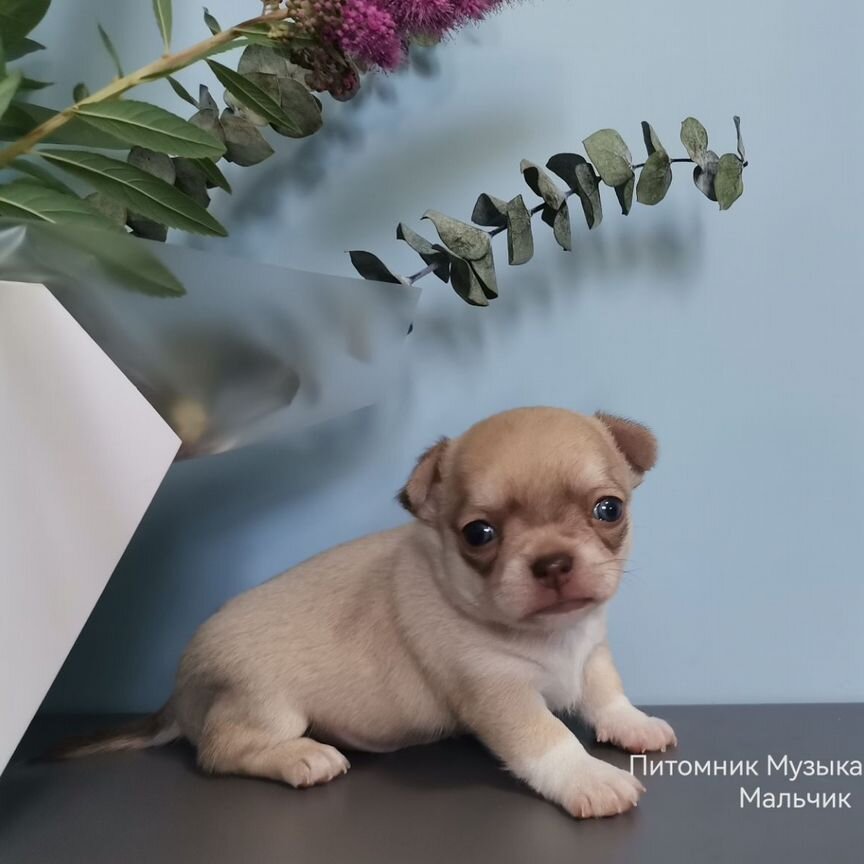 Чихуахуа, щенок