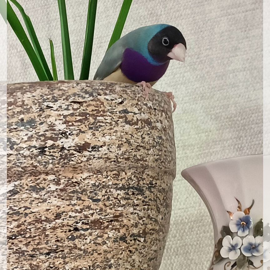 Амадины гульда