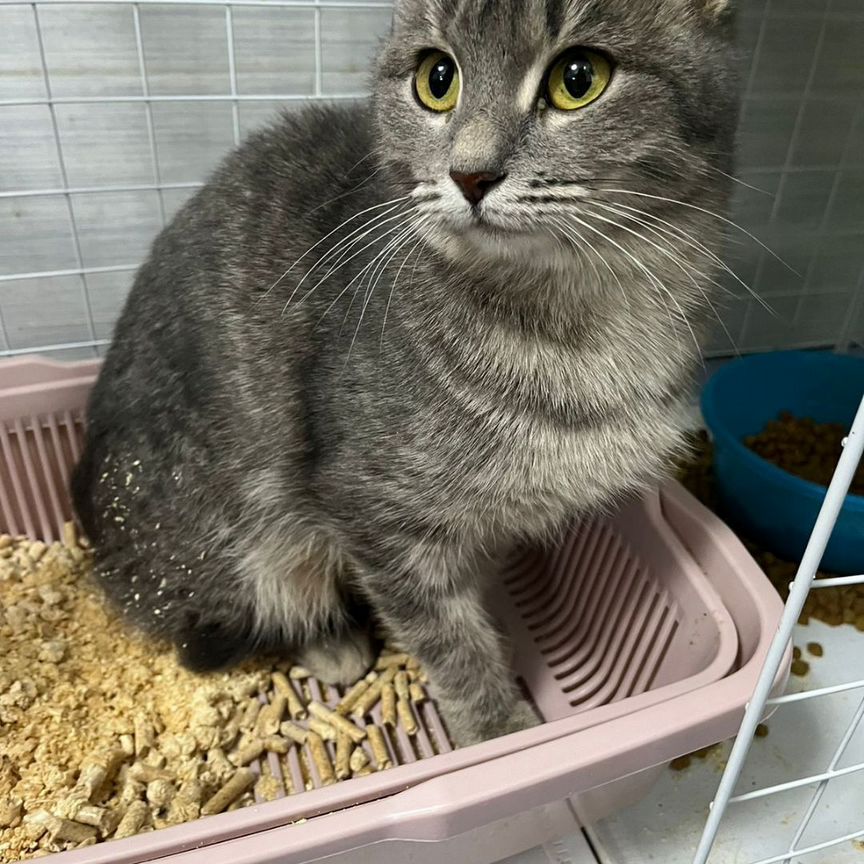 Котенок привитая ласковая девочка