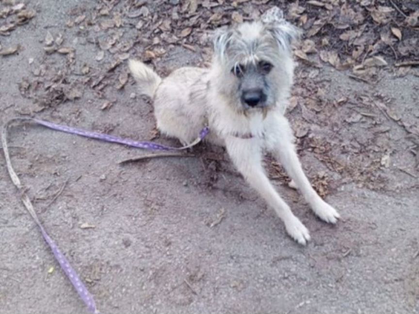 Ищет дом не крупный пёсик Бимка