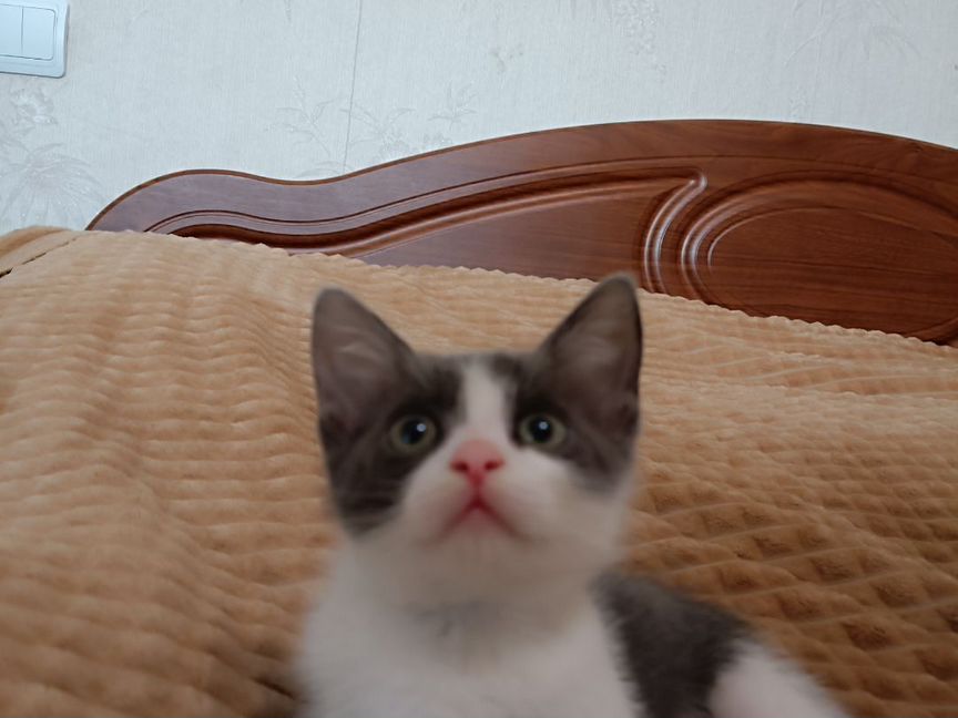 Кошка в дар