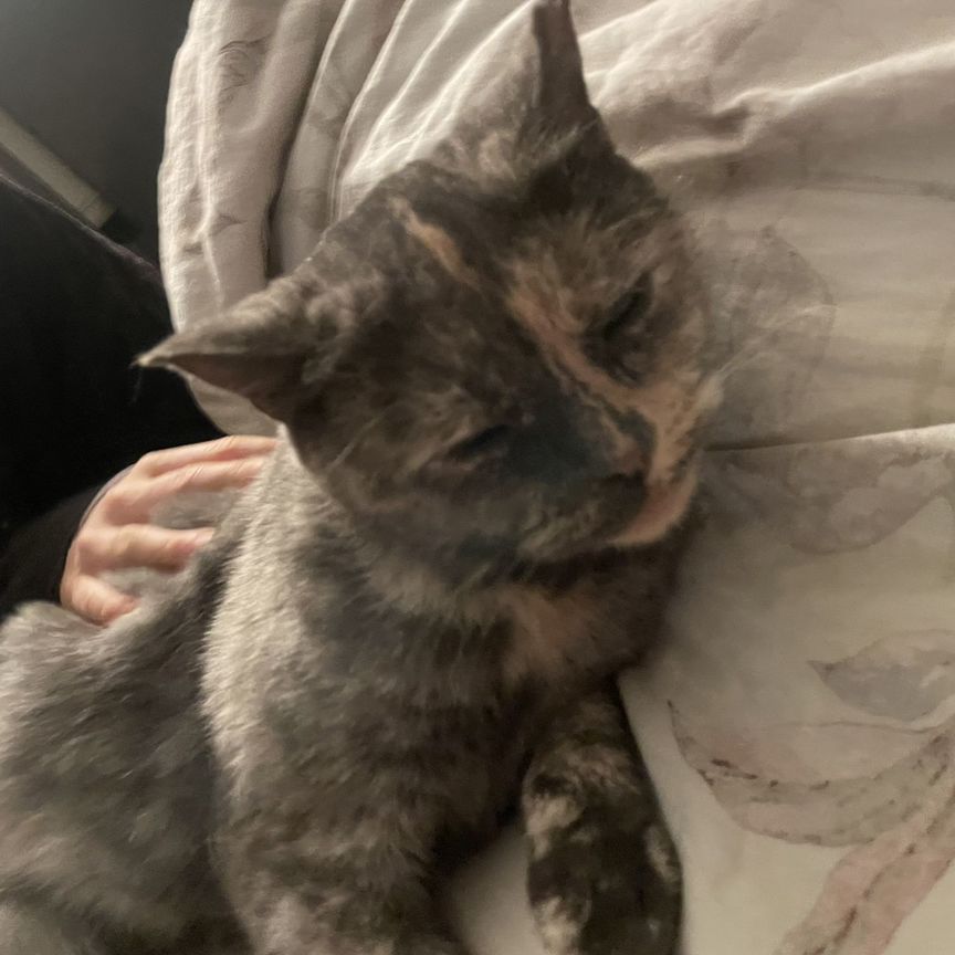 Британская короткошёрстная, взрослая кошка