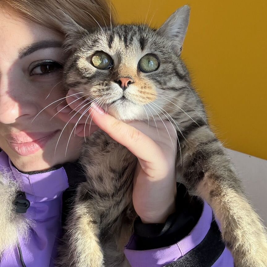 Ласковые кошки ждут хозяина